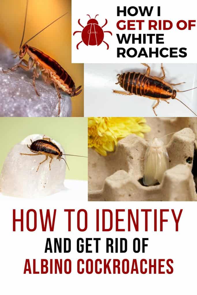 What is an Albino Roach or White Roach? How to Identify and Get Rid of ...