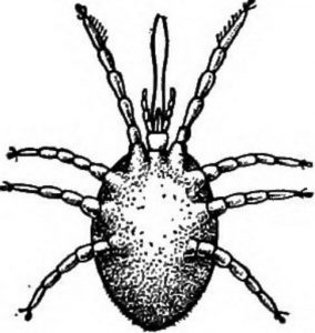 Small Clear White Bugs In House - What In The World Are White Mites ...