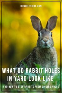 What Rabbit Holes In Yard Look Like and How to Stop Rabbits from ...