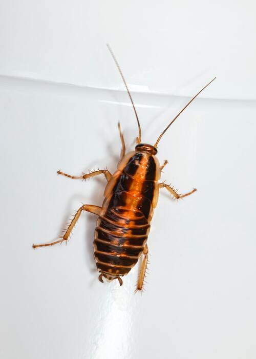 What is an Albino Roach or White Roach? How to Identify and Get Rid of ...