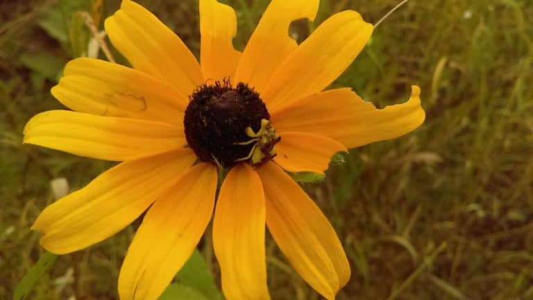 10 Tiny Green Bugs That Could Be Bugging You This Summer - How I Get Rid Of