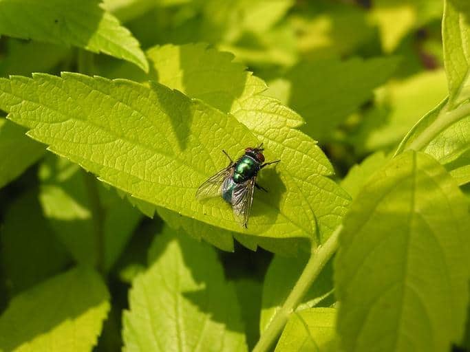 10 Tiny Green Bugs That Could Be Bugging You This Summer - How I Get Rid Of