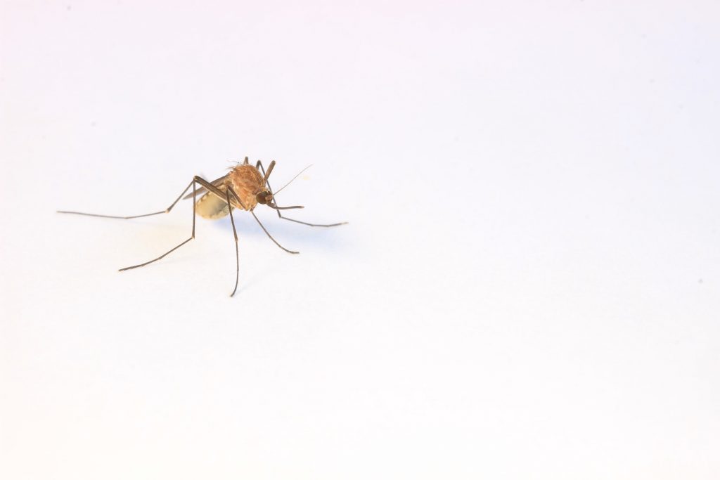 Small Flying Bugs In House - 10 Flying Pests You May Be Dealing With ...