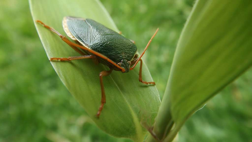 10 Tiny Green Bugs That Could Be Bugging You This Summer - How I Get Rid Of