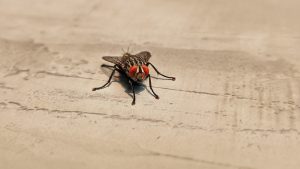 Small Flying Bugs In House - 10 Flying Pests You May Be Dealing With ...