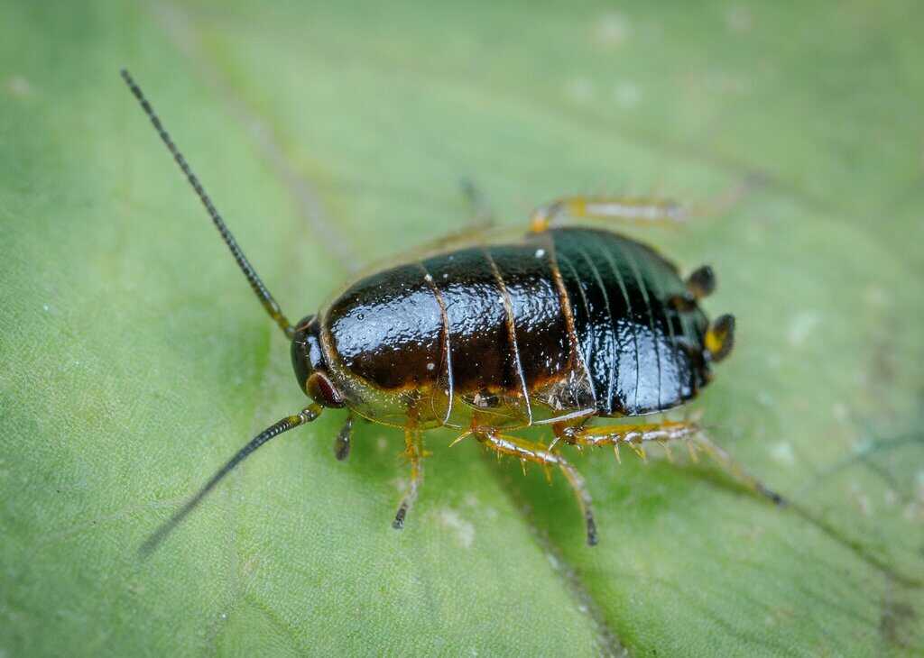 House Cockroach Types - Common Types Of Roaches at Home & How To Get ...