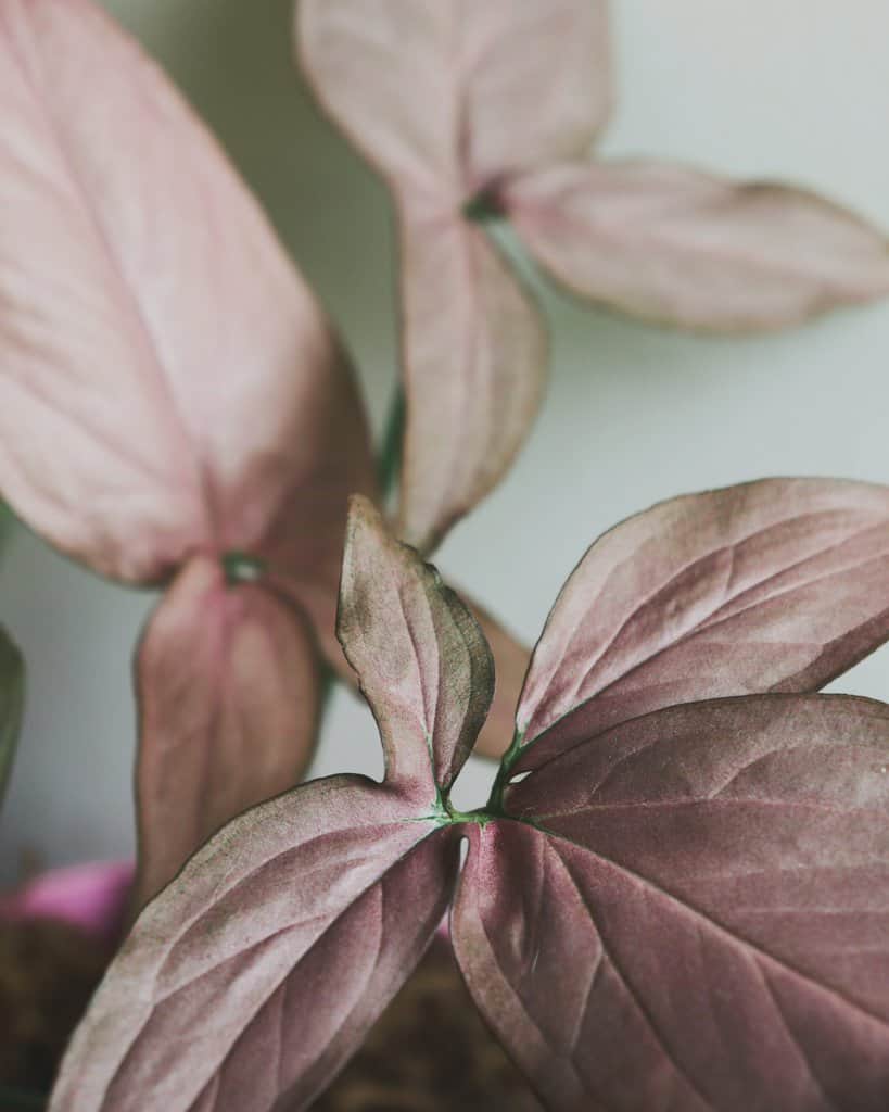 How to Grow and Care for the Pink Syngonium Plant - How I Get Rid Of
