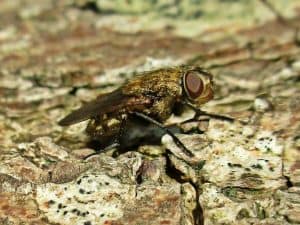 Small Flying Bugs In House - 10 Flying Pests You May Be Dealing With ...