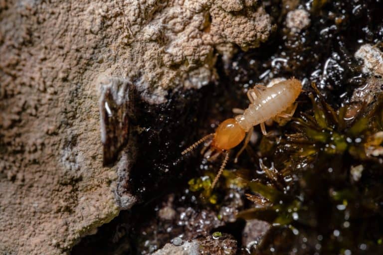 10 Early Warning Signs of Termites - How I Get Rid Of