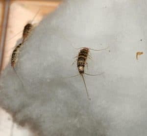 10 Tiny Brown Bugs In Kitchen And How To Get Rid Of Them - How I Get Rid Of