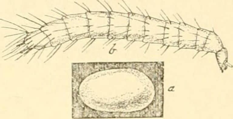 Insect Egg Sac Identification - What Are You Dealing With? - How I Get ...