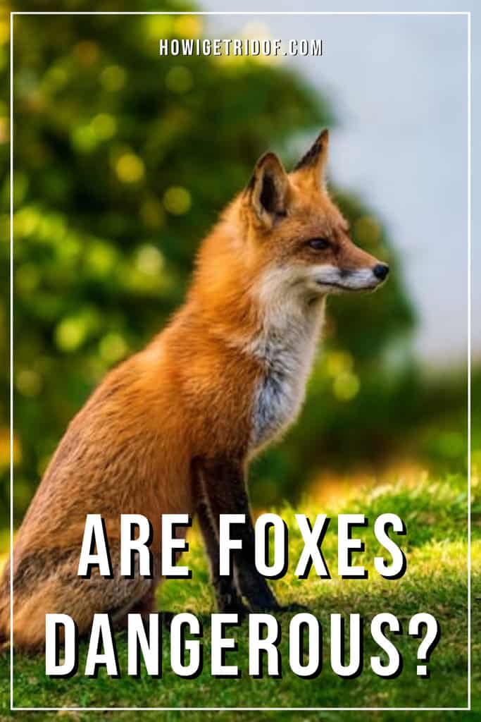 Are Foxes Dangerous? What To Do If You See A Fox - How I Get Rid Of