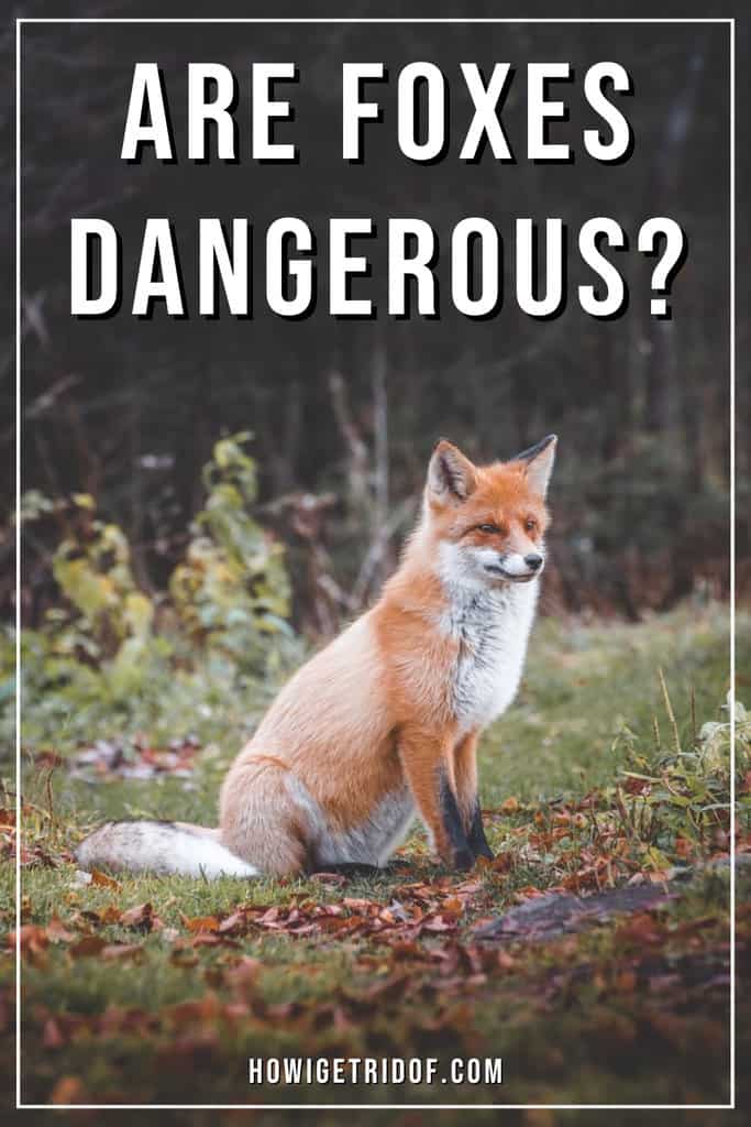 Are Foxes Dangerous? What To Do If You See A Fox - How I Get Rid Of