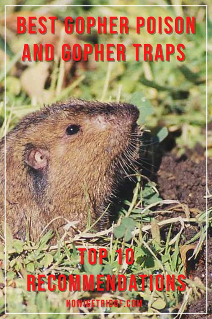 Best Gopher Poison And Gopher Traps - Top 10 Recommendations - How I Get Rid Of