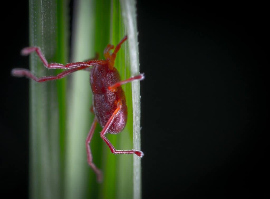10 Early Signs of Spider Mites - How I Get Rid Of