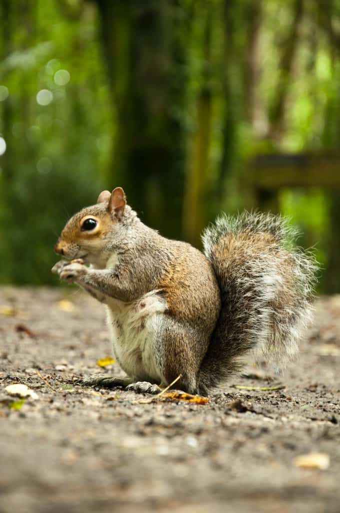 What Does Squirrel Poop Look Like? How to Tell If You’re Dealing With A ...