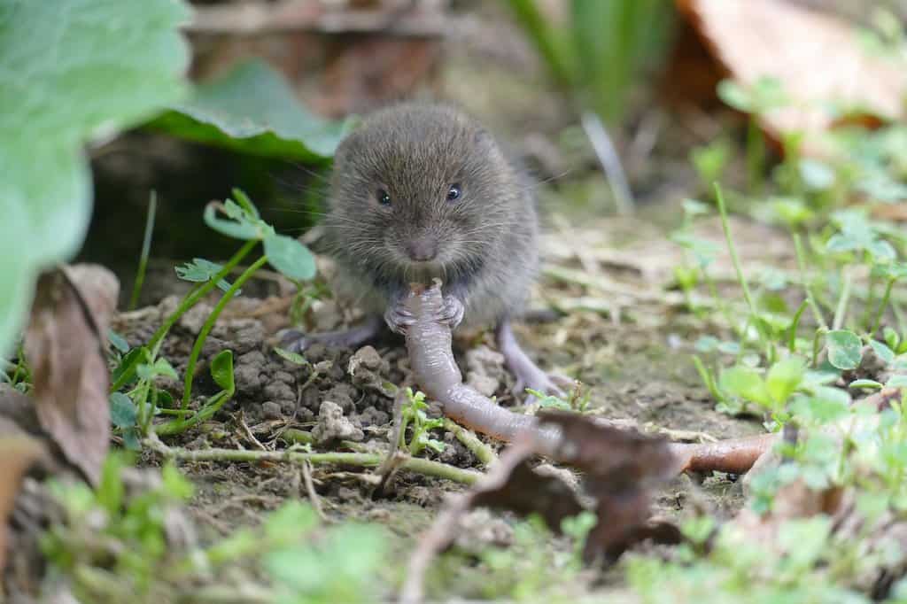 Vole Vs Mouse - How To Tell The Difference And How To Manage Each - How ...