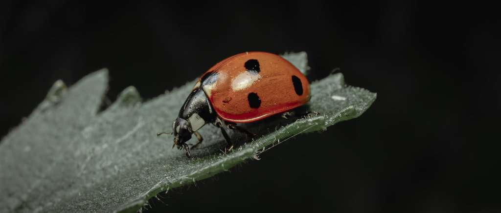 How To Manage A Ladybug Infestation - How I Get Rid Of