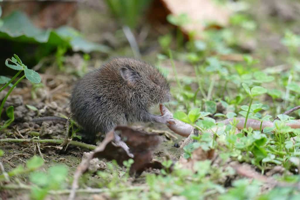Vole Vs Mouse - How To Tell The Difference And How To Manage Each - How ...