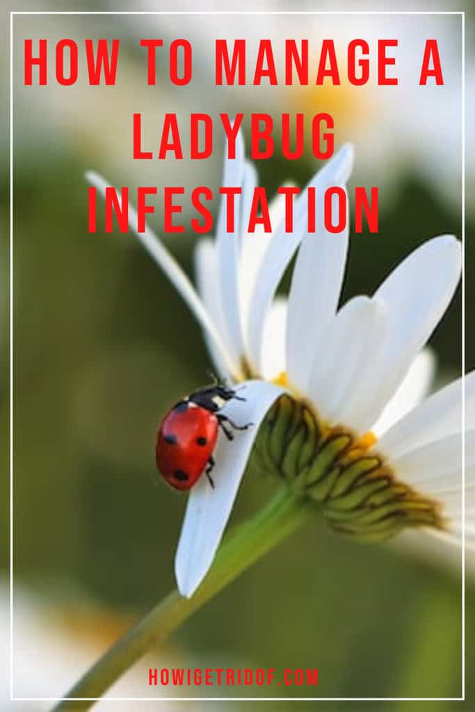 How To Manage A Ladybug Infestation - How I Get Rid Of