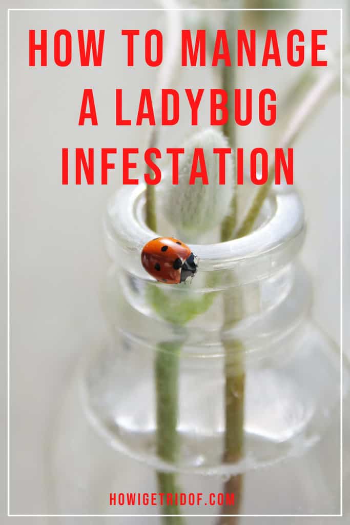 How To Manage A Ladybug Infestation - How I Get Rid Of