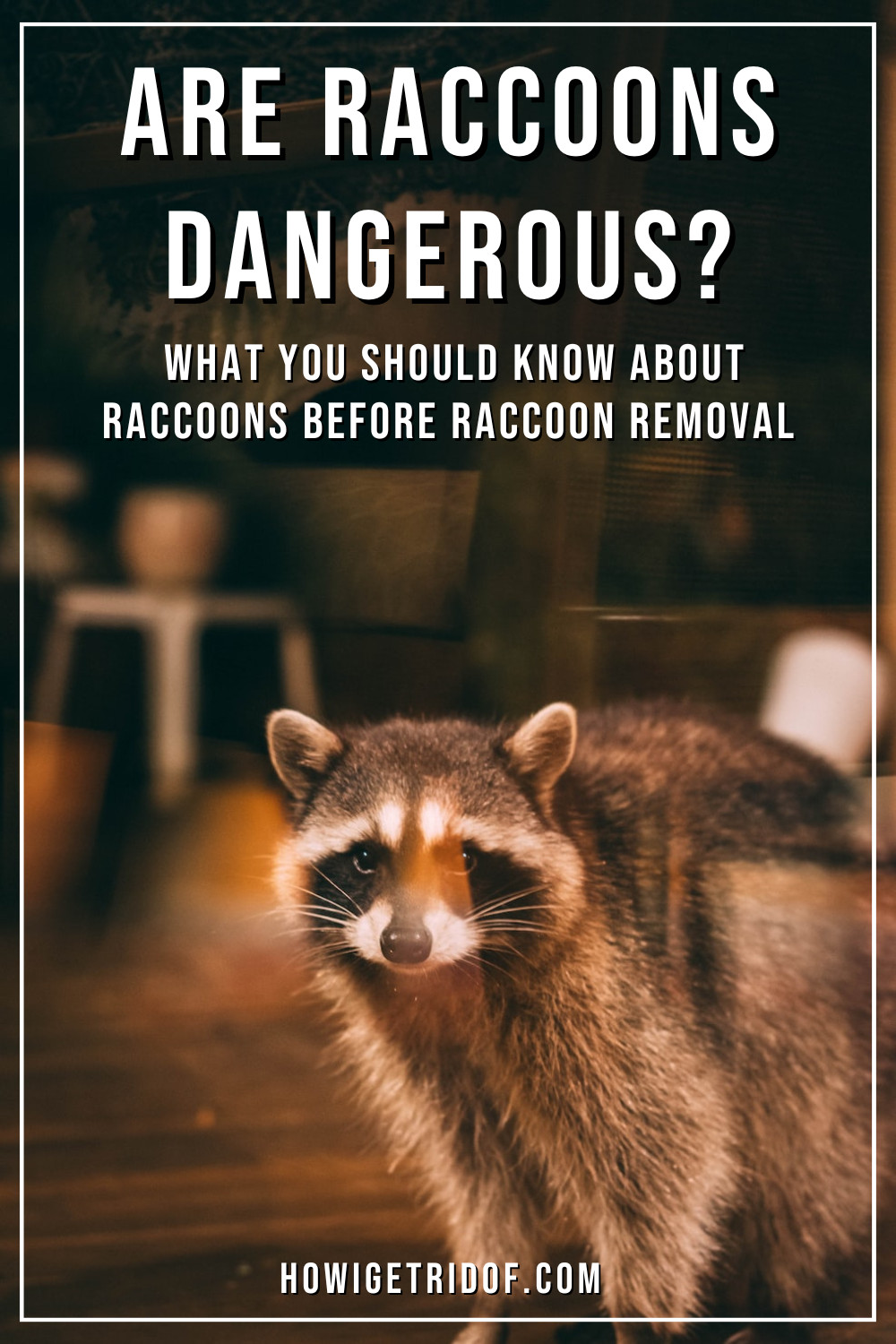 Are Raccoons Dangerous - What You Should Know About Raccoons Before Raccoon Removal - How I Get ...