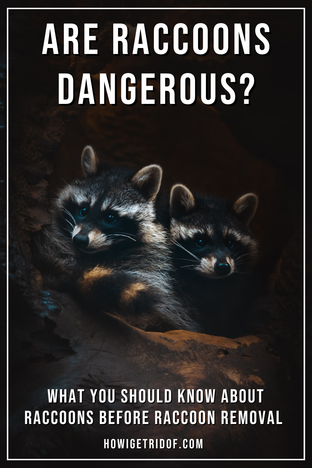 Are Raccoons Dangerous - What You Should Know About Raccoons Before Raccoon Removal - How I Get ...