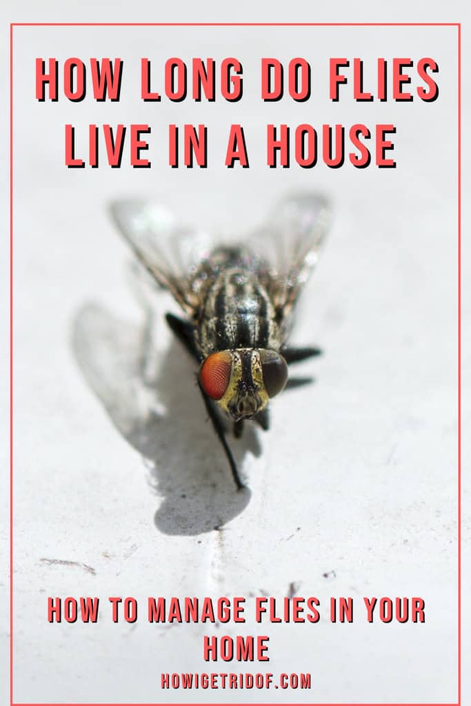 How Long Do Flies Live In A House - How To Manage Flies In Your Home ...