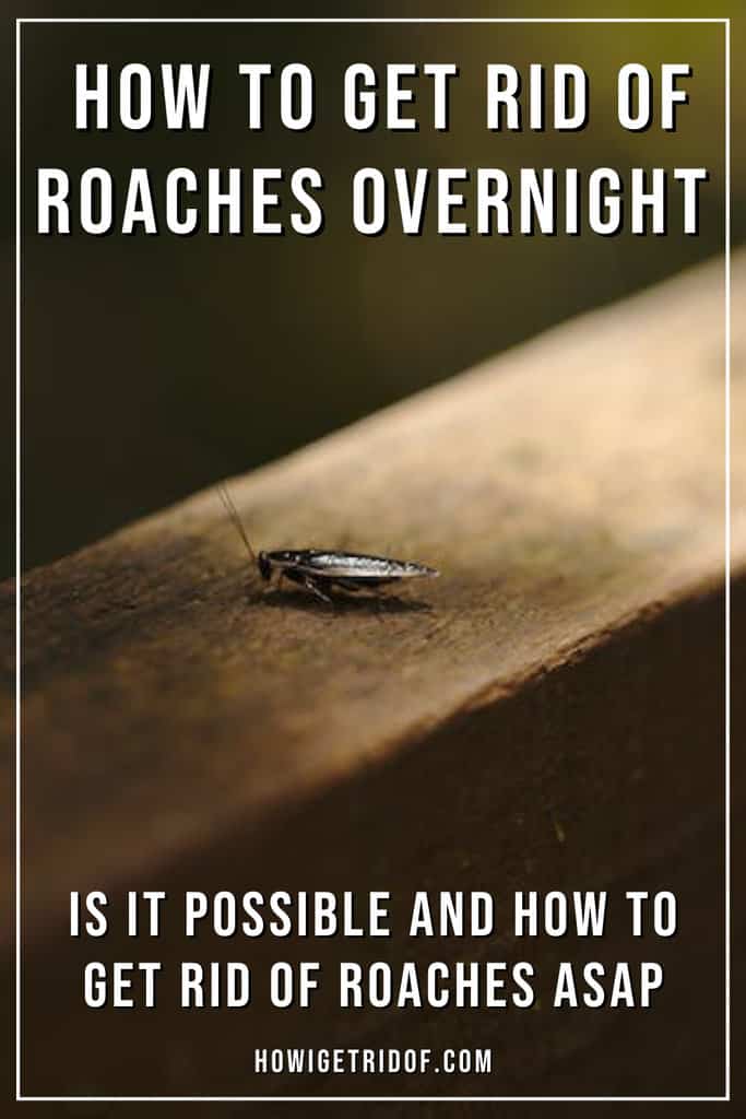How To Get Rid Of Roaches Overnight - Foolproof Way That WORKS - How I ...