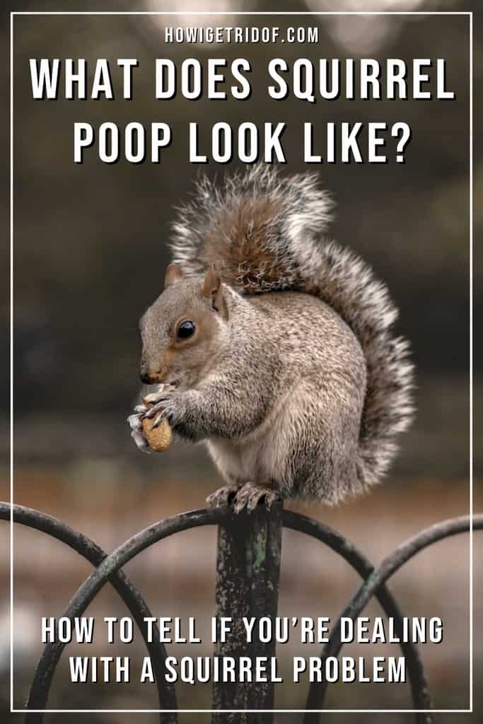 What Does Squirrel Poop Look Like? How to Tell If You’re Dealing With A ...