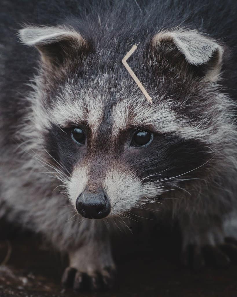 How To Scare Raccoons Away From Your House - How I Get Rid Of