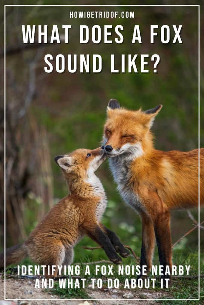 What Does A Fox Sound Like - Identifying Fox Noise Nearby And What To ...