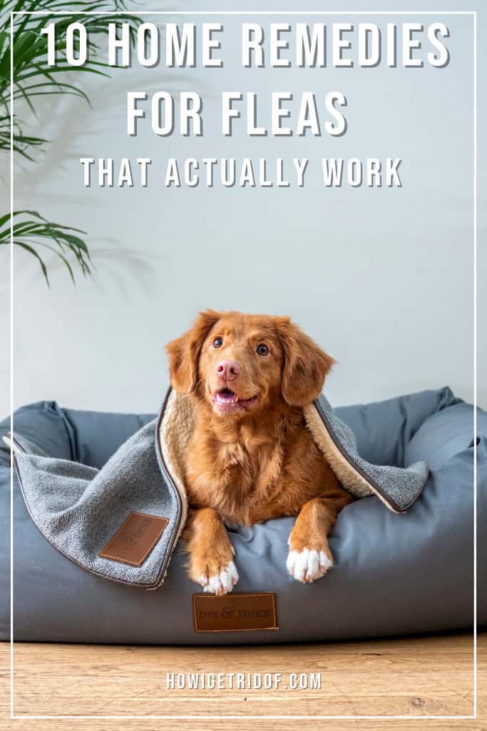 10 Home Remedies For Fleas That Actually Work - How I Get Rid Of