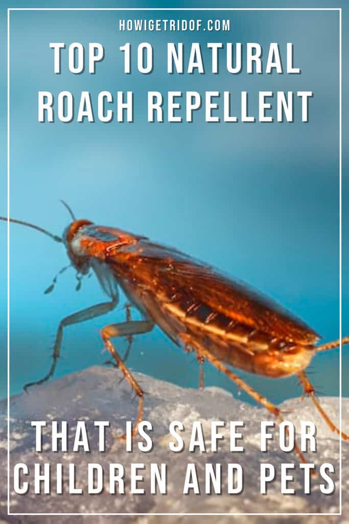 Top 10 Natural Roach Repellent Products That Are Safe For Children and ...