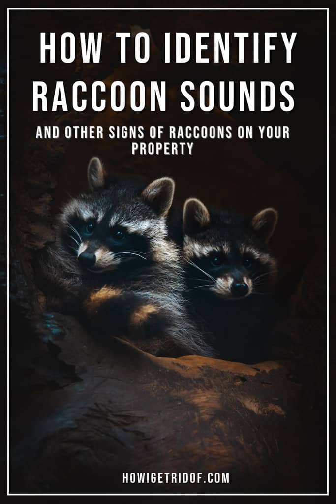 How To Identify Raccoon Sounds And Other Signs Of Raccoons On Your ...