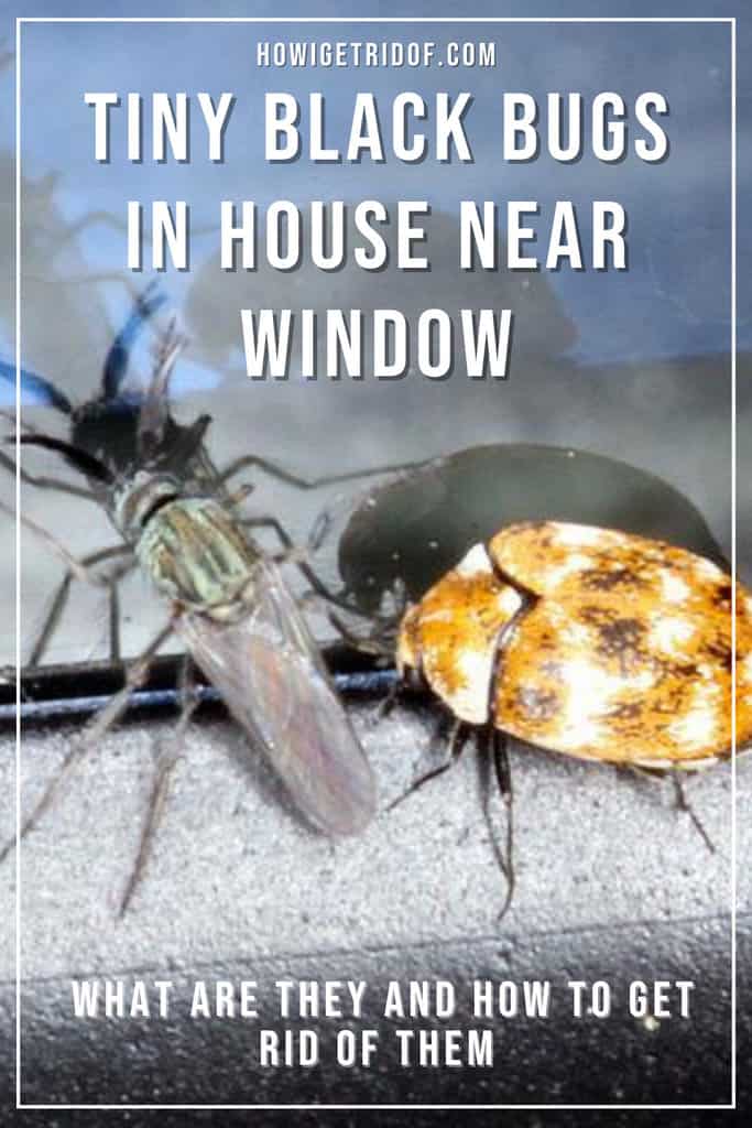 Tiny Black Bugs In House Near Window - What Are They And How To Get Rid ...