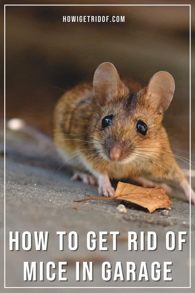How To Get Rid Of Mice In Garage - How I Get Rid Of